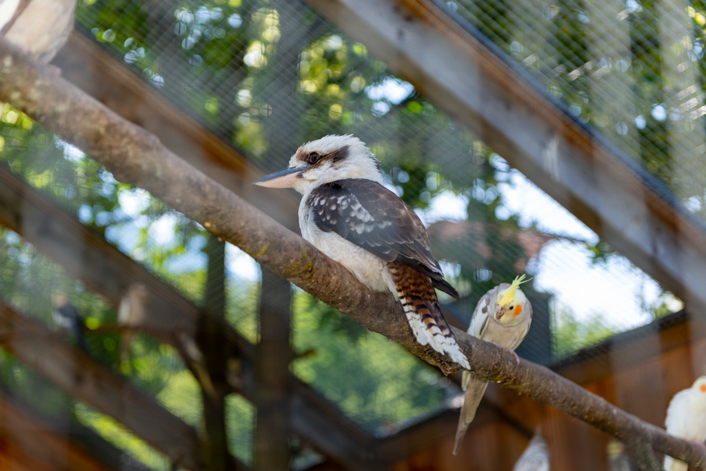 Raritätenzoo Ebbs – Bergwanderung