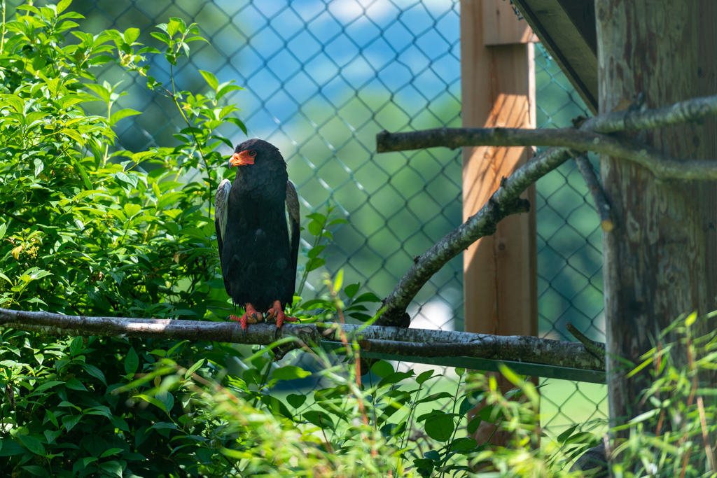 Raritätenzoo Ebbs – Bergwanderung