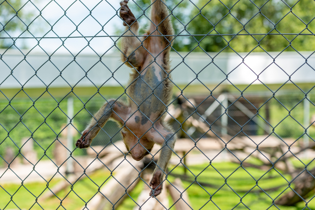 Raritätenzoo Ebbs – Bergwanderung